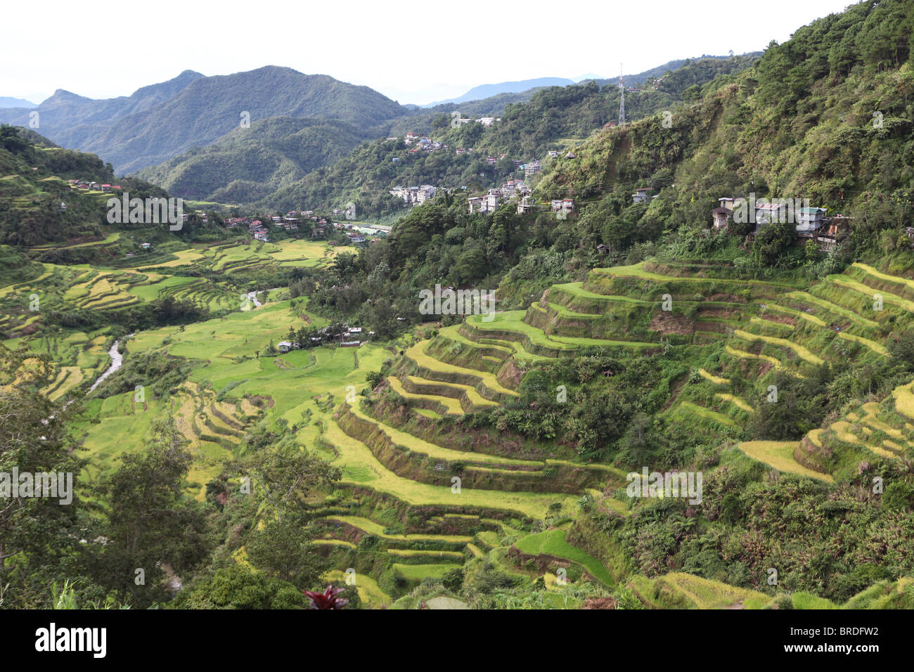 Ancient Rice Terraces of Banaue Stock Photo - Alamy