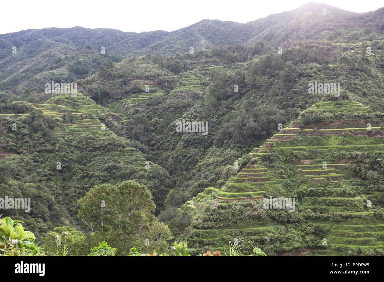 Ancient Rice Terraces of Banaue Stock Photo - Alamy