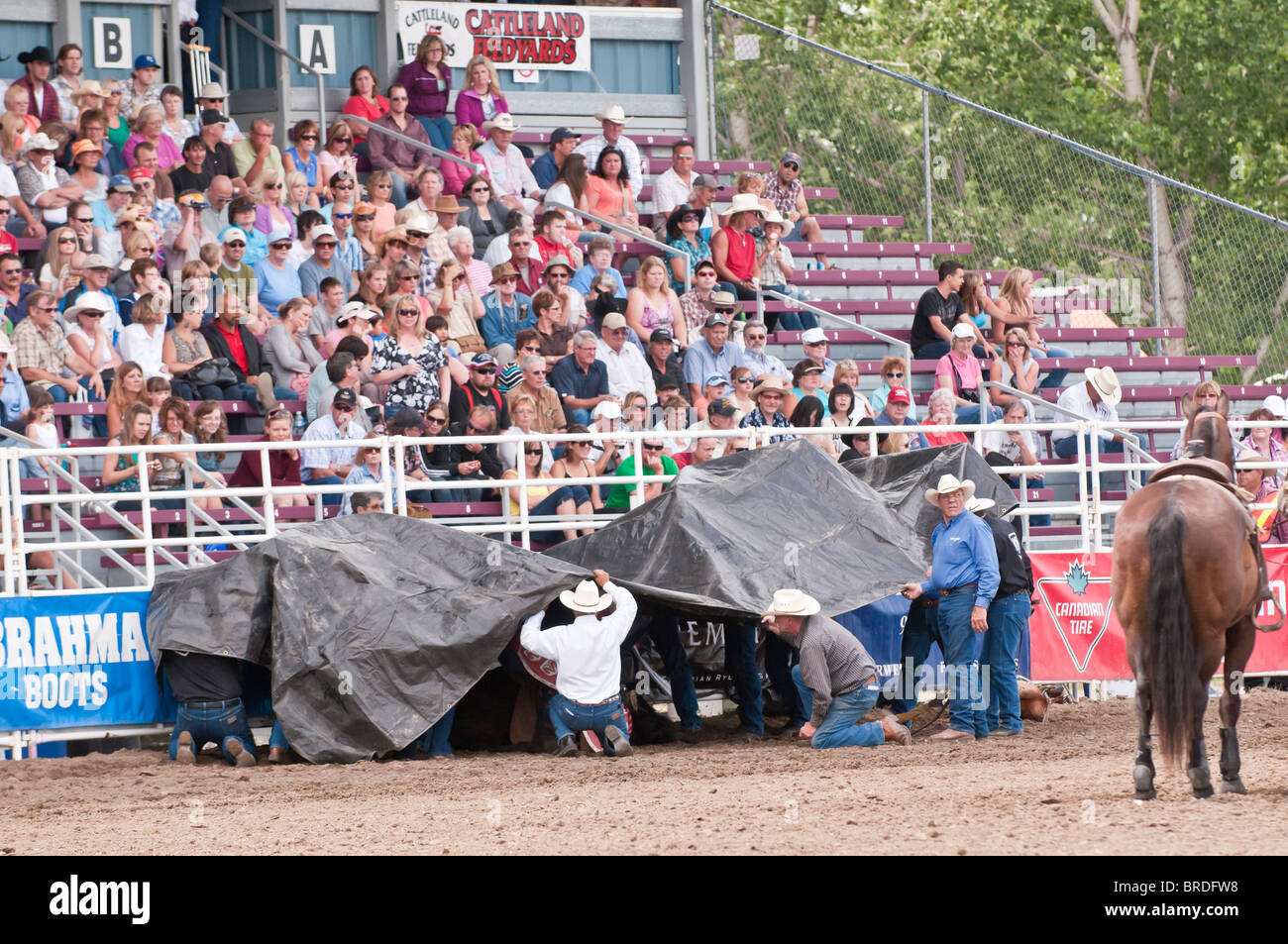 People attend a rodeo saddle bronc injured during Strathmore Heritage ...