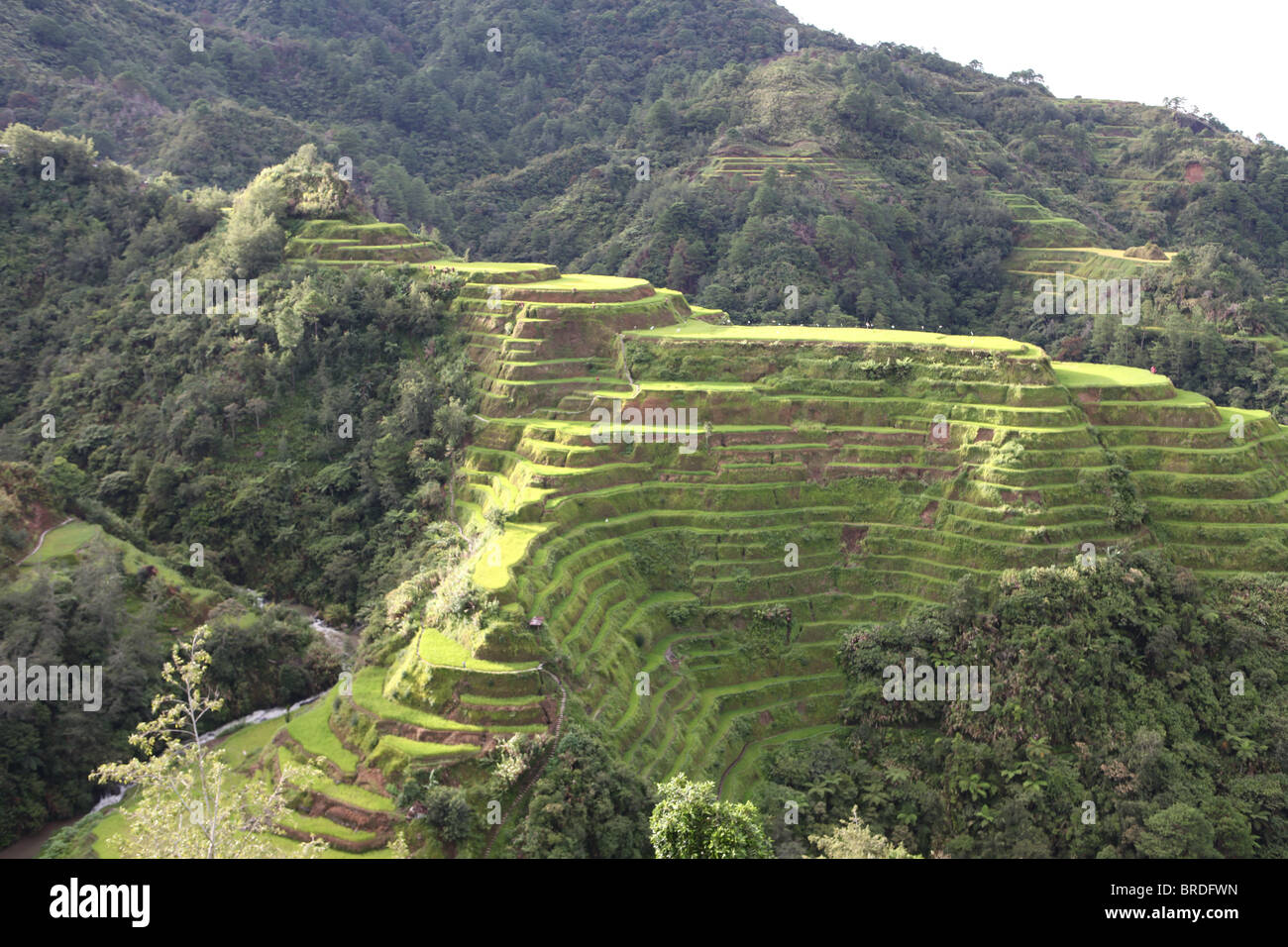 Ancient Rice Terraces of Banaue Stock Photo - Alamy