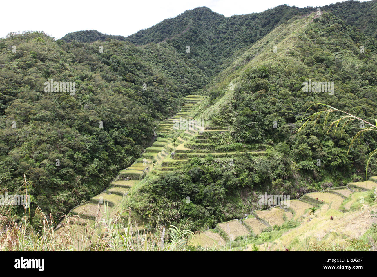 Ancient Rice Terraces of Banaue Stock Photo - Alamy