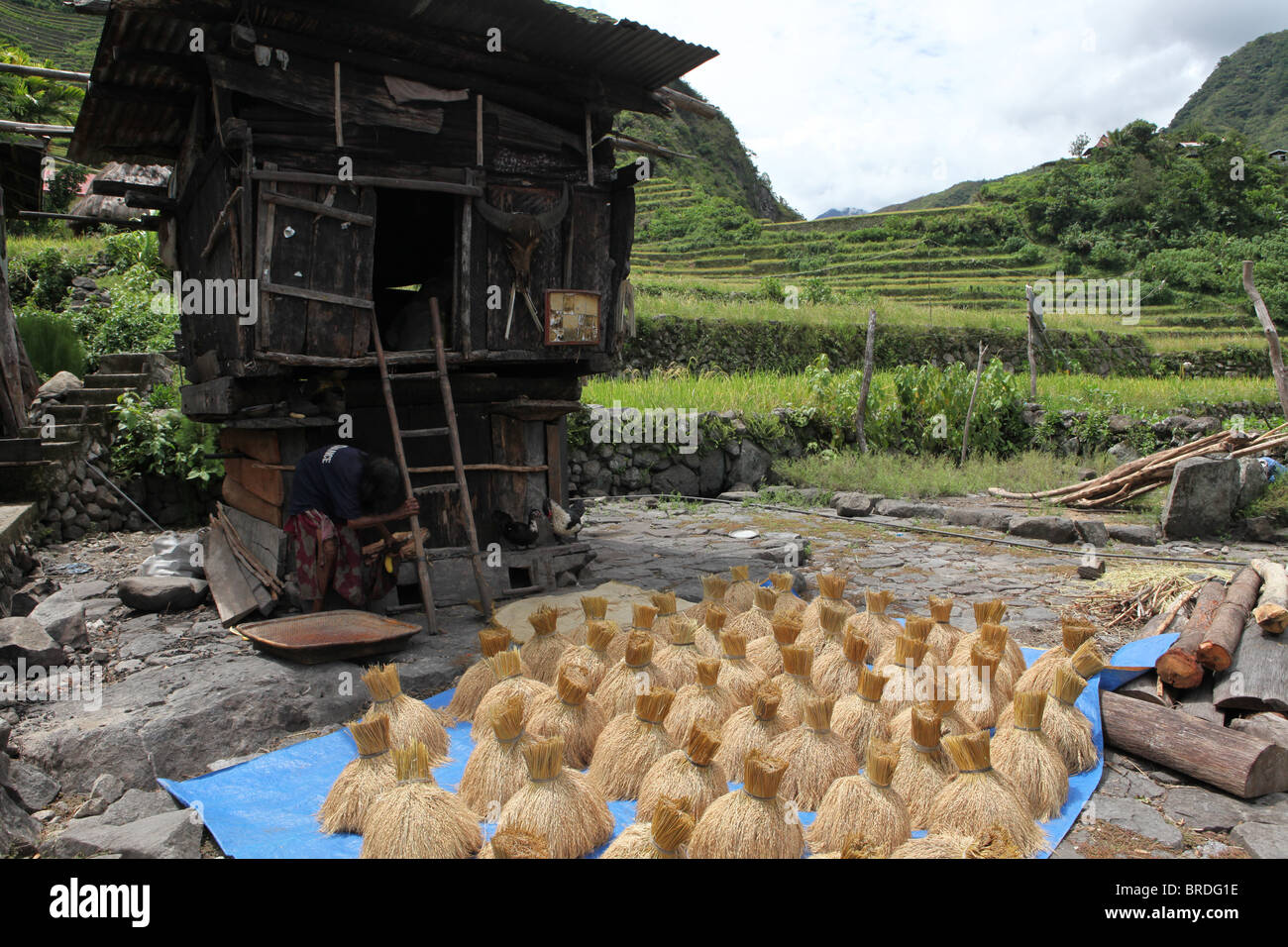 Rice drying hi-res stock photography and images - Alamy