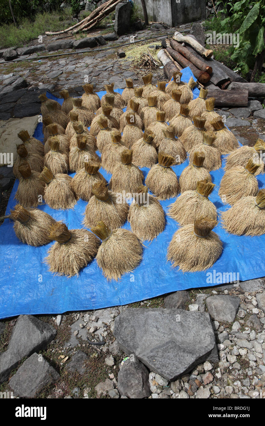 Rice Drying traditional Method in Banaue Philippines Stock Photo - Alamy