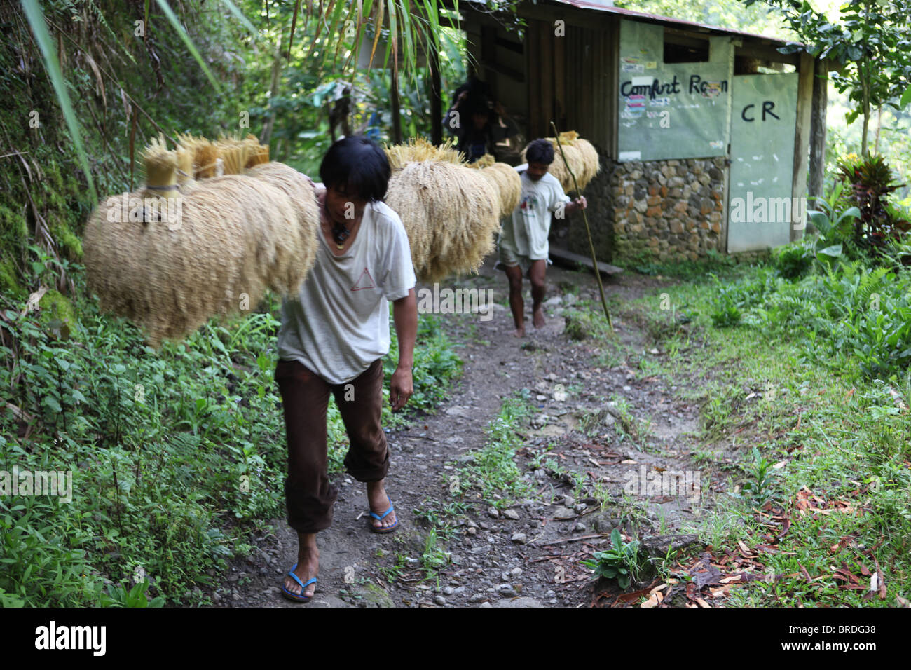 Carrying Rice in Philippines Sagada Region Stock Photo - Alamy