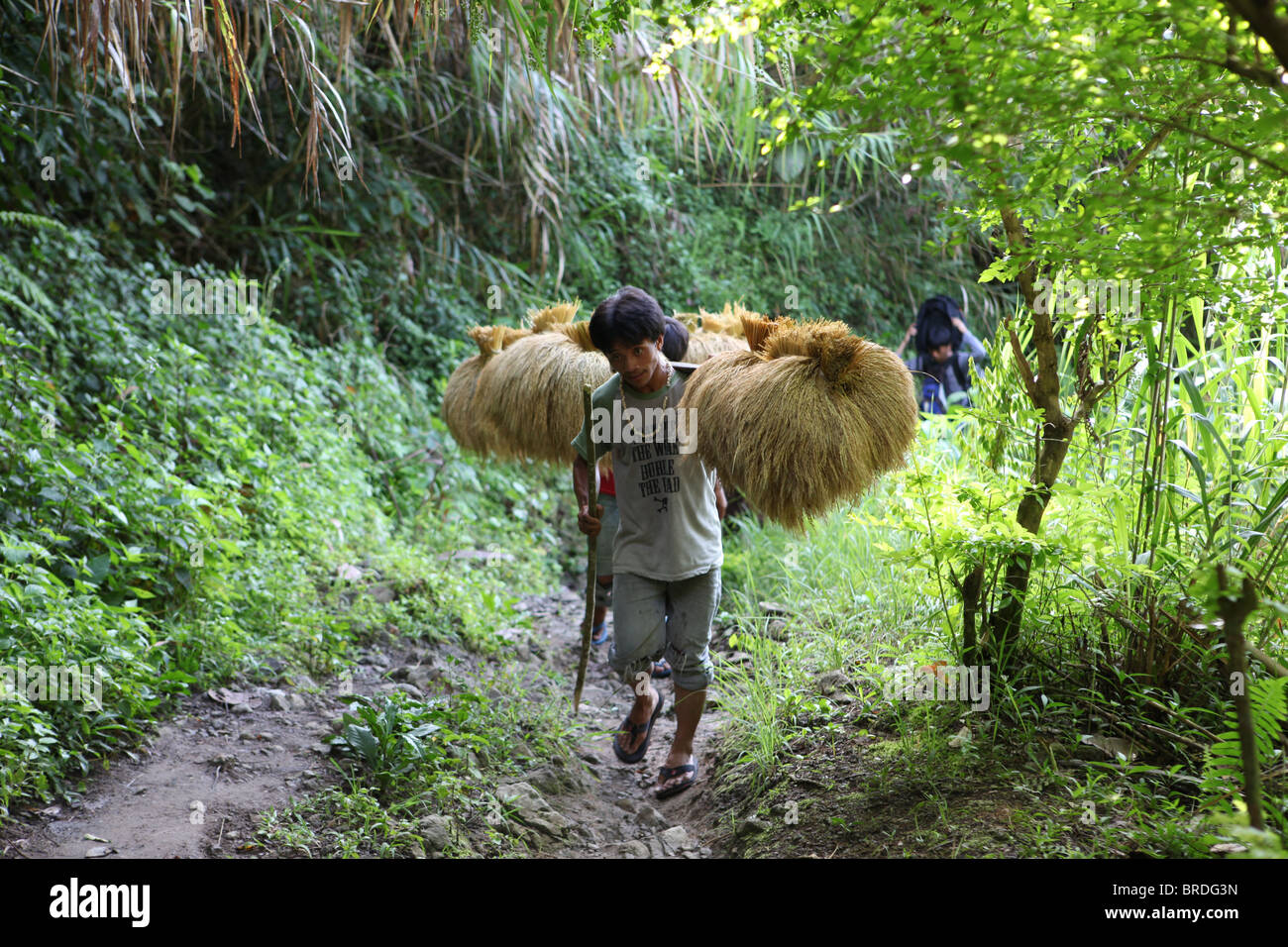 Carrying Rice in Philippines Sagada Region Stock Photo - Alamy