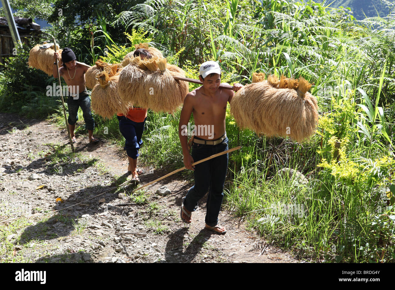 Sagada rice terraces hi-res stock photography and images - Alamy