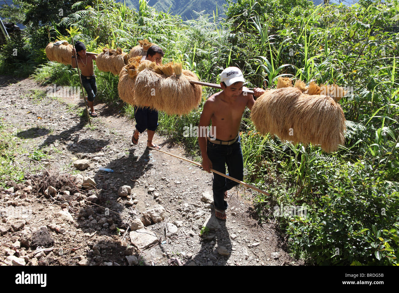 Carrying Rice in Philippines Sagada Region Stock Photo - Alamy