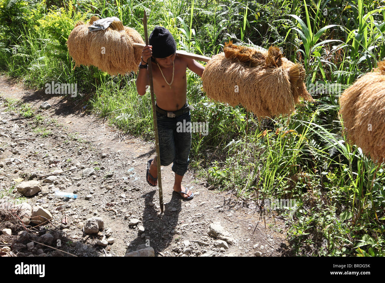 Harvest in the philippines hi-res stock photography and images - Alamy