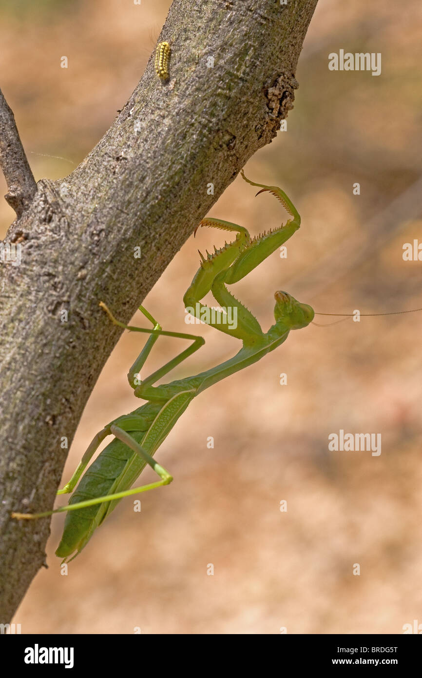 Praying mantis hunting for a small caterpillar Stock Photo - Alamy