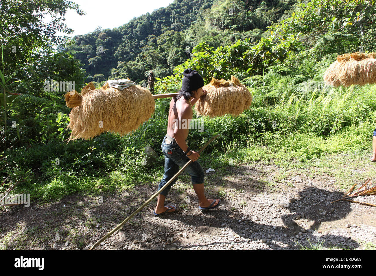 Carrying Rice in Philippines Sagada Region Stock Photo - Alamy