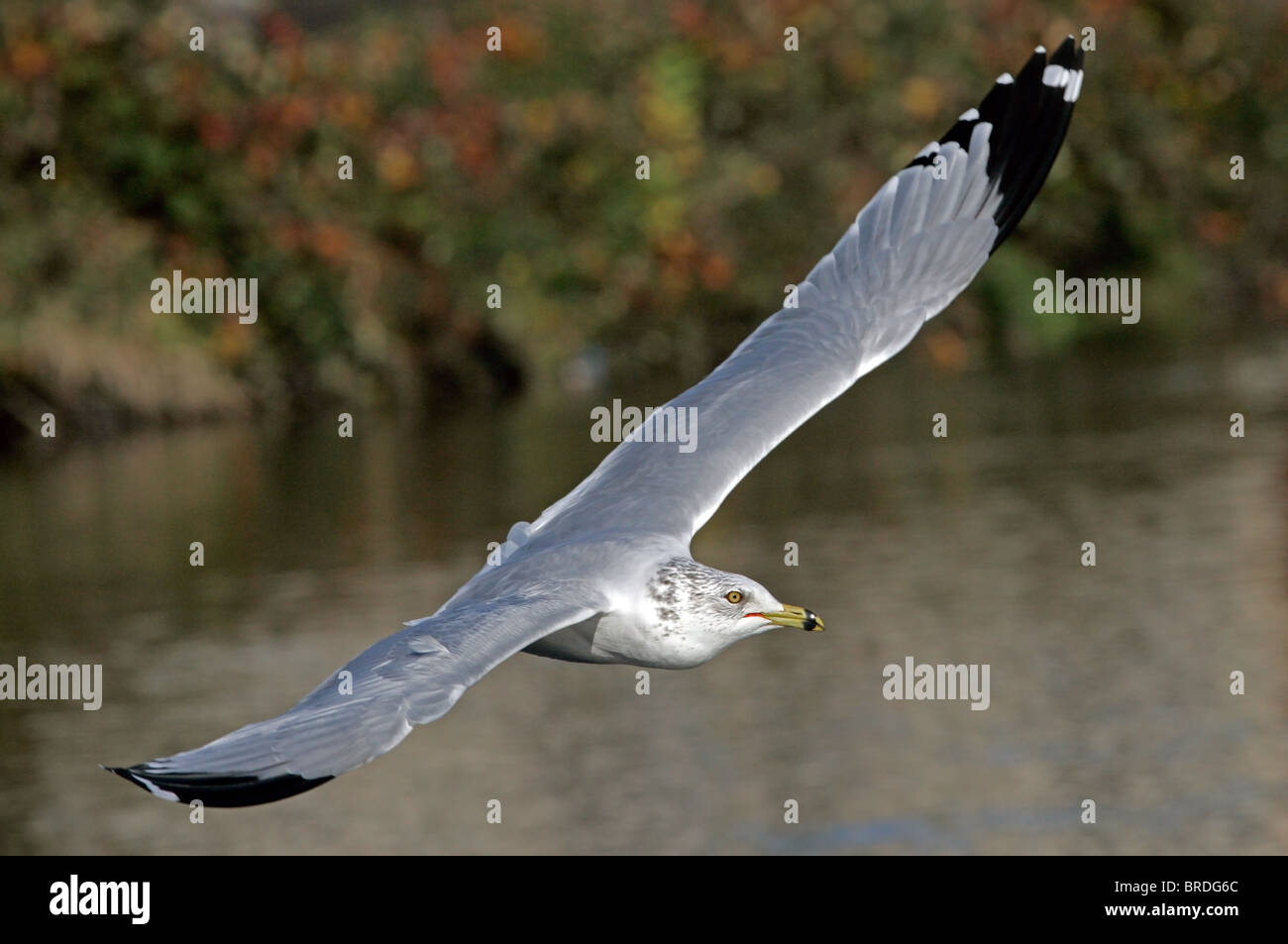 Flying sea gull Stock Photo - Alamy