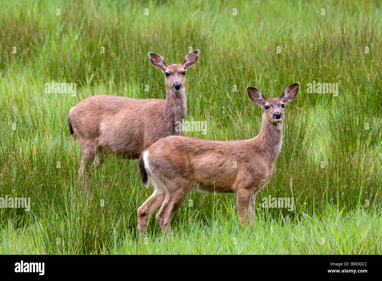 Two deer in tall hi-res stock photography and images - Alamy