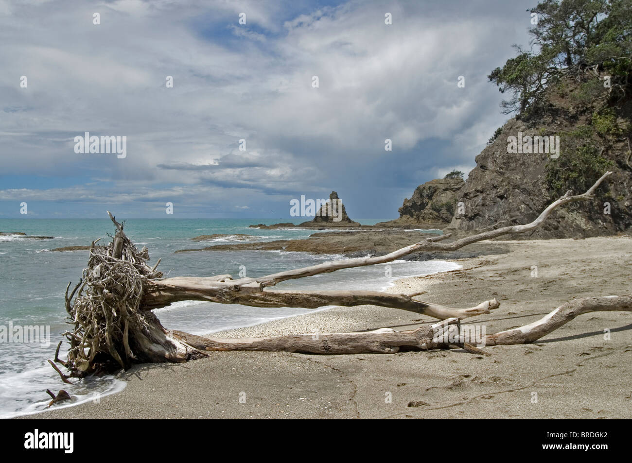 Dead tree roots on beach hi-res stock photography and images - Alamy