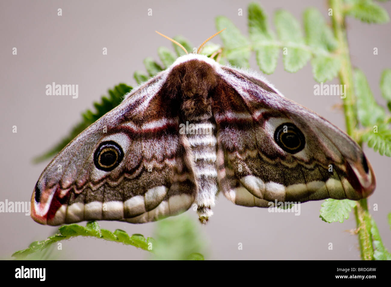 Emperor Moth (Saturnia pavonia Stock Photo - Alamy