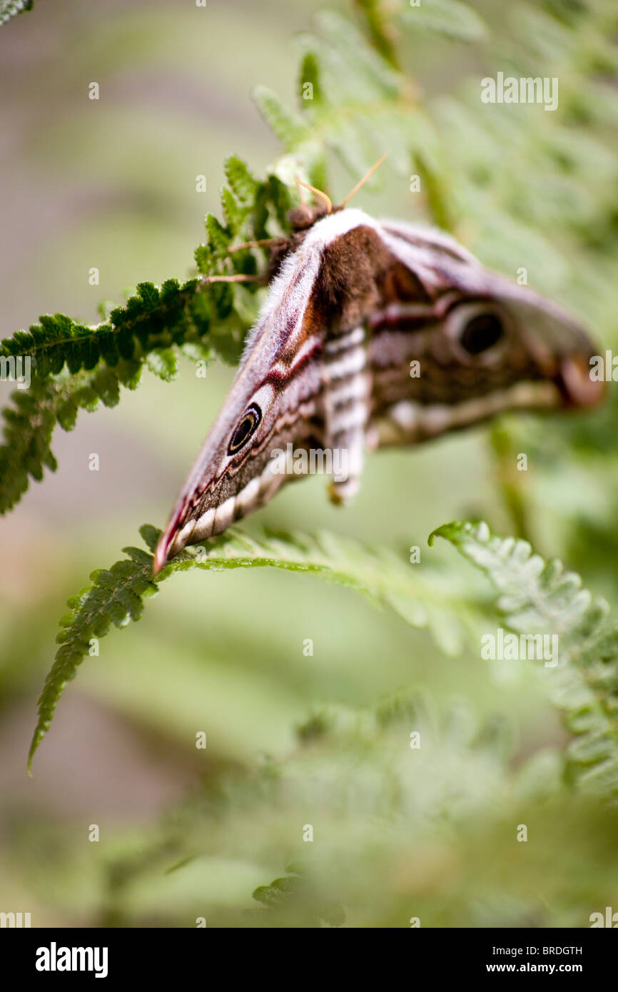 Emperor Moth (Saturnia pavonia Stock Photo - Alamy
