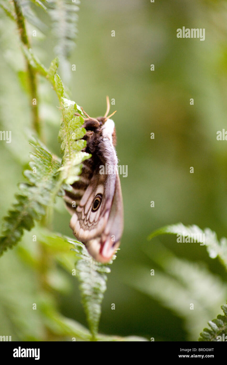 Emperor Moth (Saturnia pavonia Stock Photo - Alamy