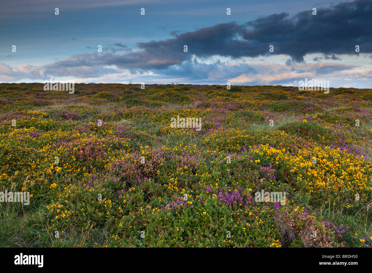 Haytor rock sunset hi-res stock photography and images - Alamy