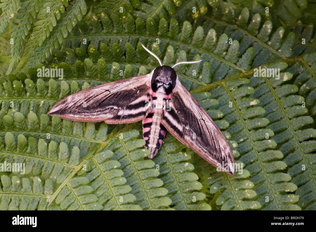 Privet Hawk Moth (Sphinx ligustri Stock Photo - Alamy