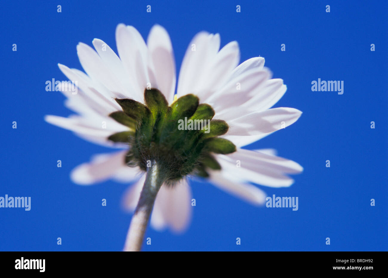 Close up from below of backlit flower of Lawn daisy or Bellis perennis ...