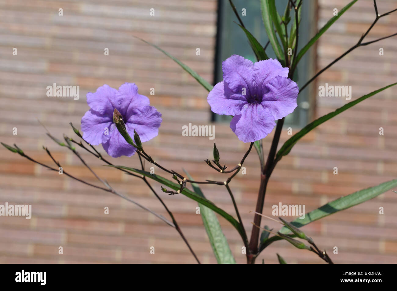 Mexican Petunia (Ruellia Brittoniana) growing in Wagner Park, Battery ...
