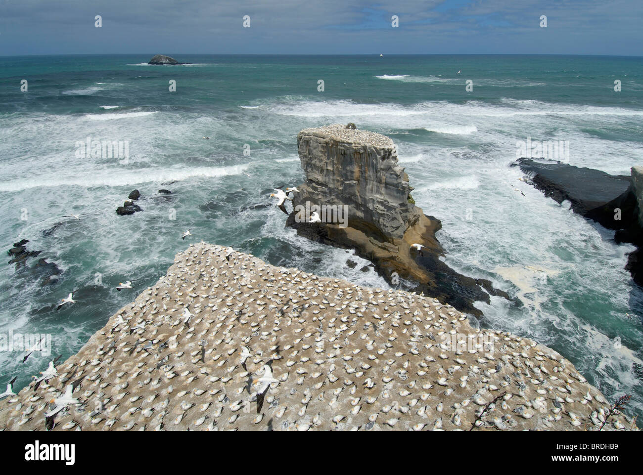 Colony of birds hi-res stock photography and images - Alamy