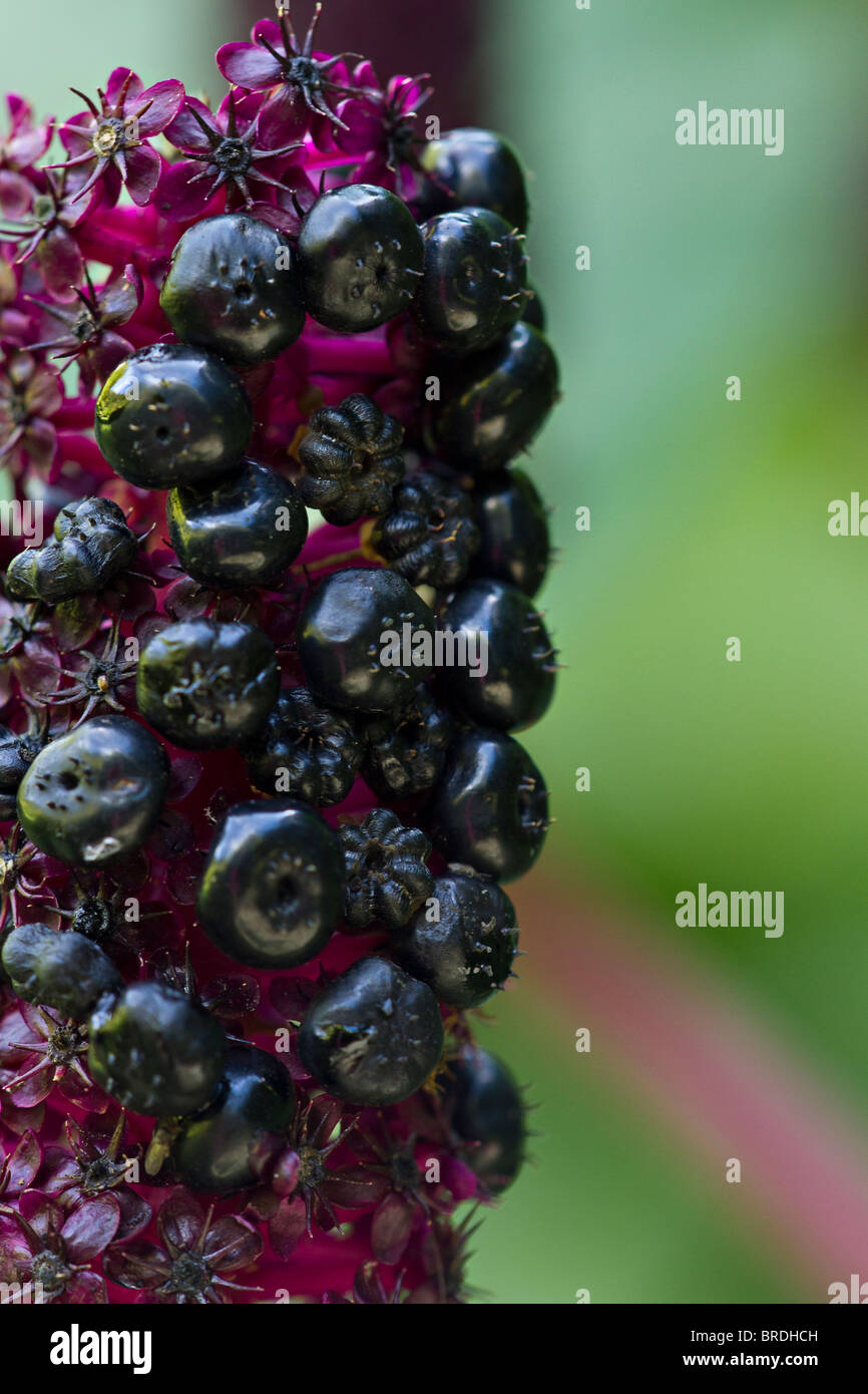 Dark red fruits of the Phytolacca americana, American Pokeweed Stock ...