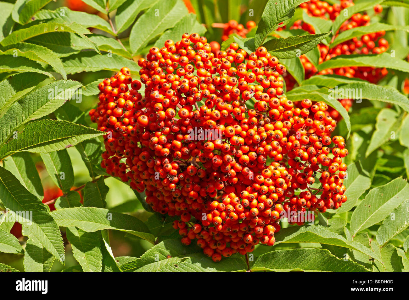 Red berries on European Rowan tree (Sorbus aucuparia) in early Autumn ...