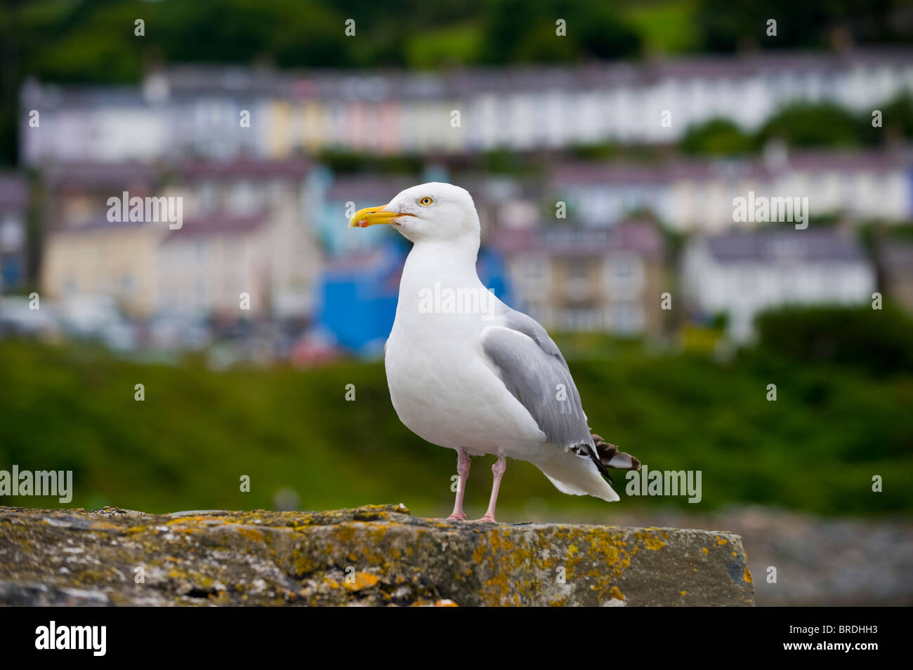 Seagull on harbour wall in the seaside holiday resort of New Quay ...