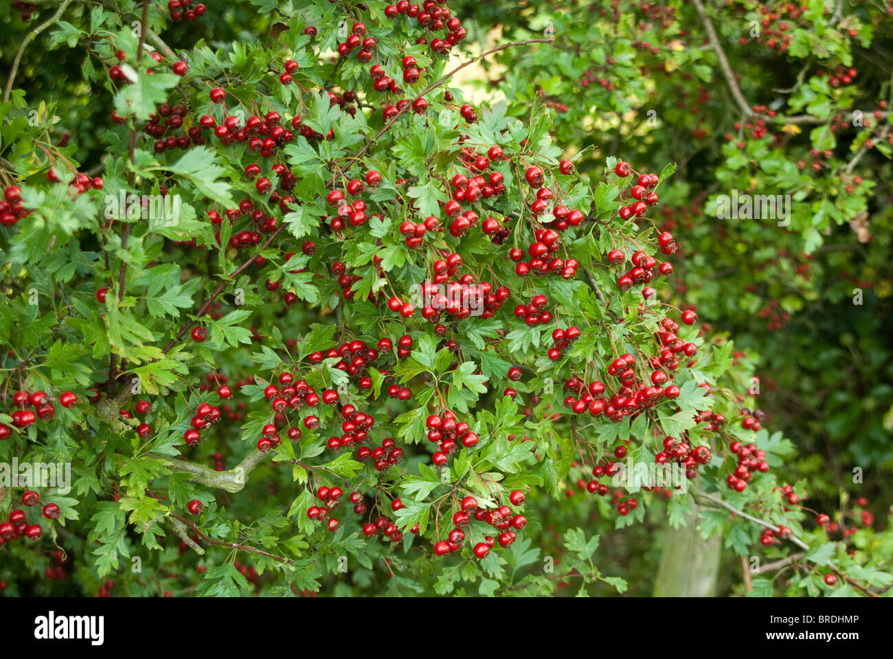 Autumn Fruits and Berries in the Hedgerow Stock Photo - Alamy