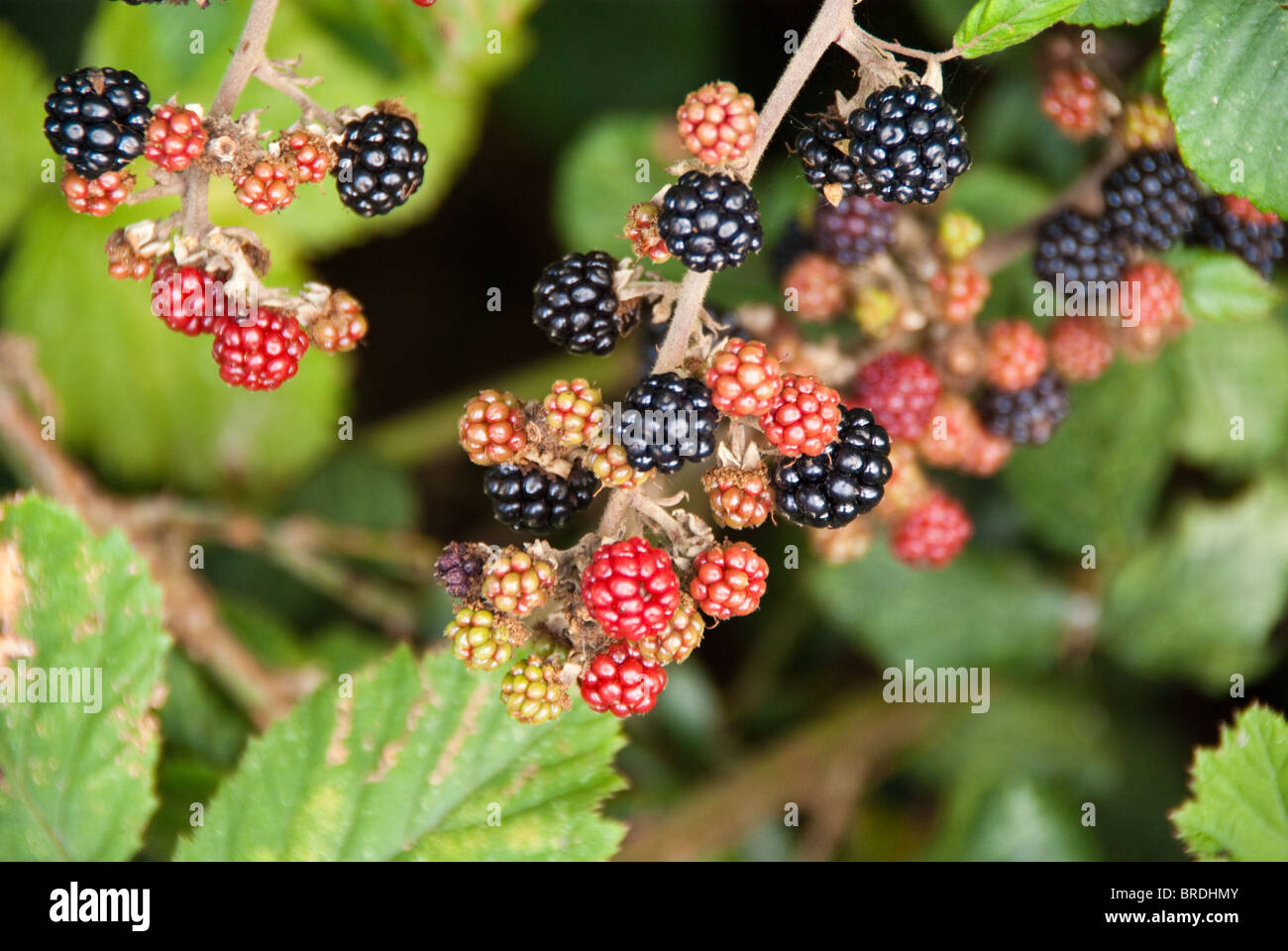 Autumn Fruits and Berries in the Hedgerow Stock Photo - Alamy