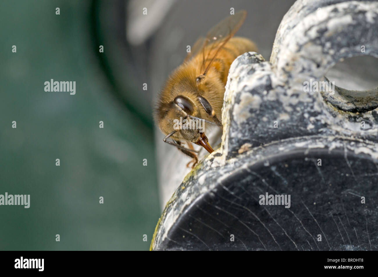 A honey bee (Apis mellifera) drinking from a tap on a water butt Stock ...