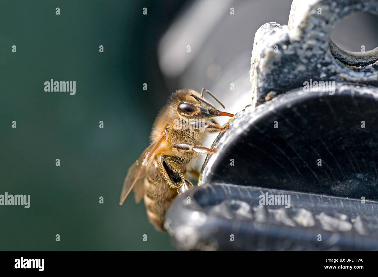 A honey bee (Apis mellifera) drinking from a tap on a water butt Stock ...