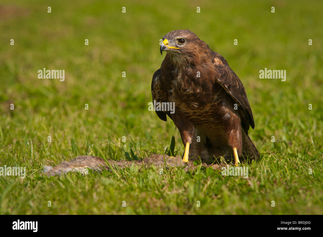 Buzzard with prey Stock Photo - Alamy