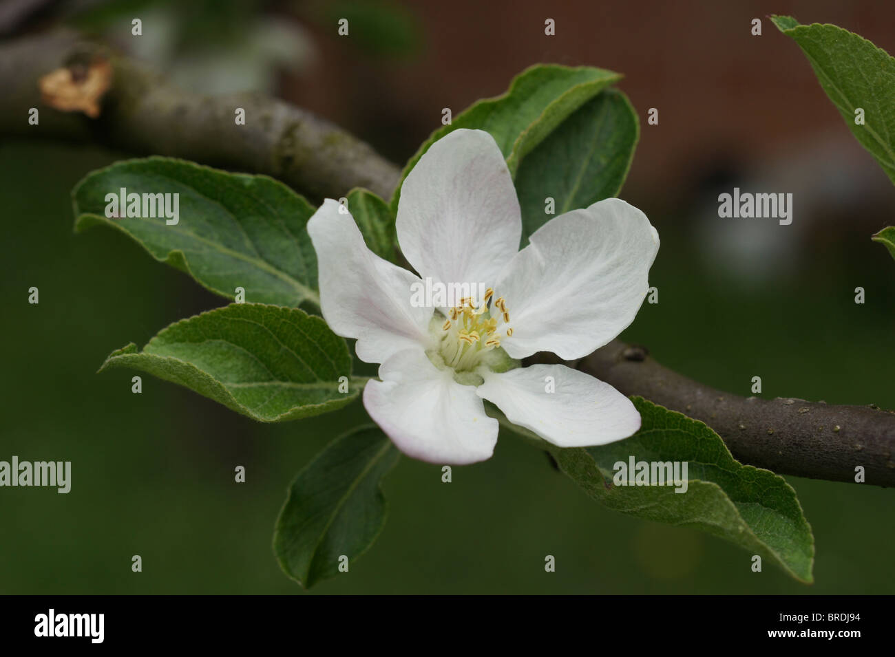 Single apple hi-res stock photography and images - Alamy