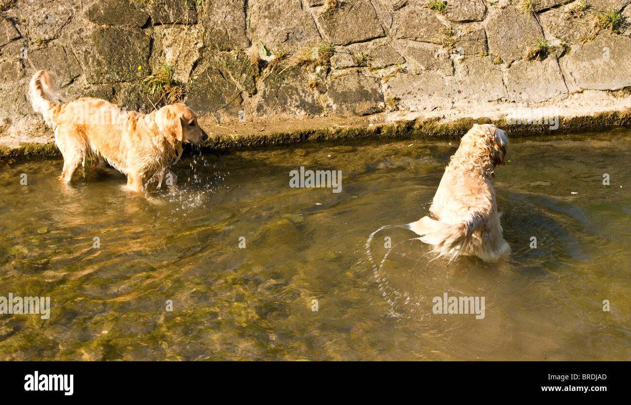 Dogs playing in water Stock Photo - Alamy