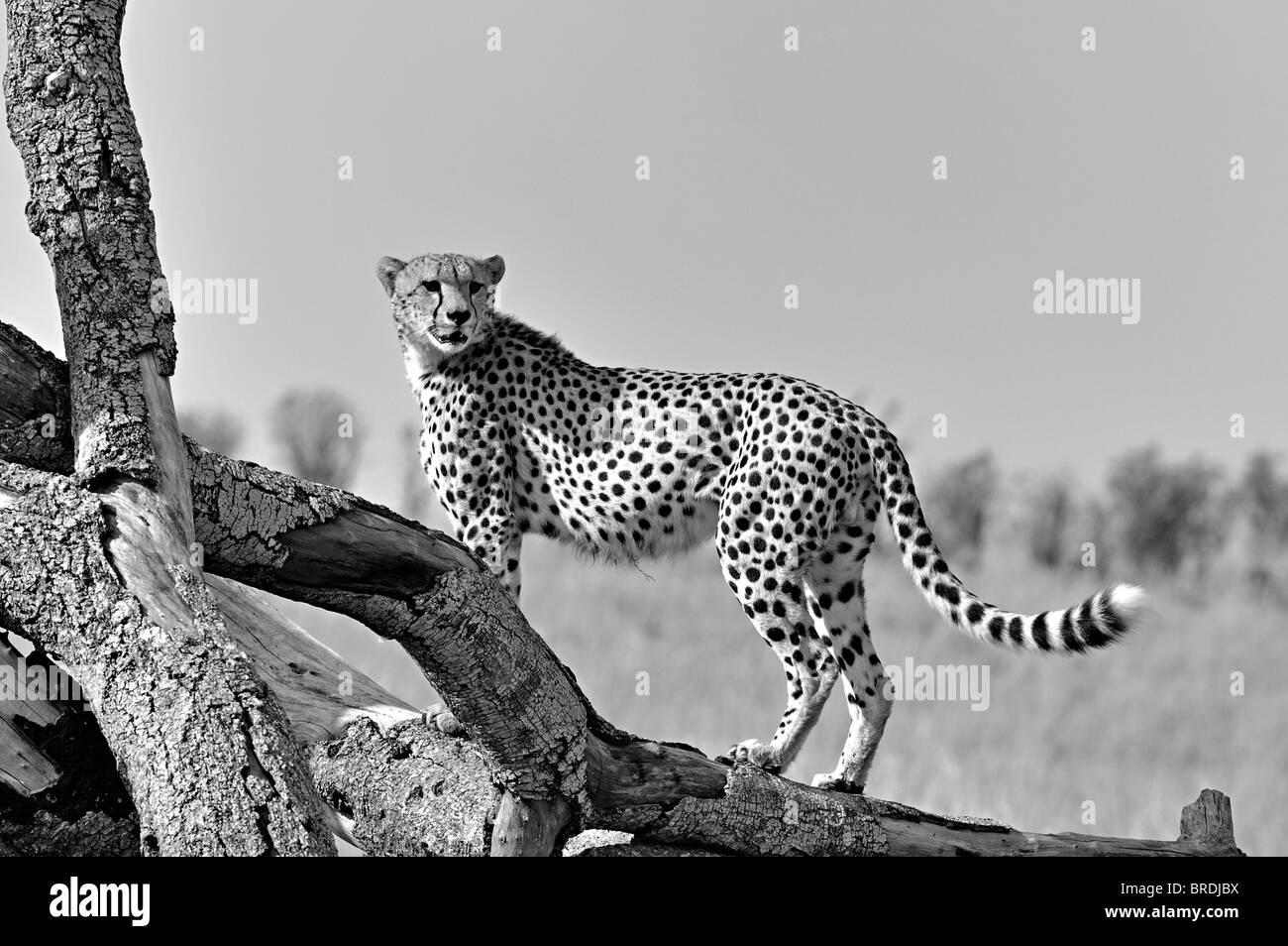 Cheetah on tree Black and White Stock Photos & Images - Alamy