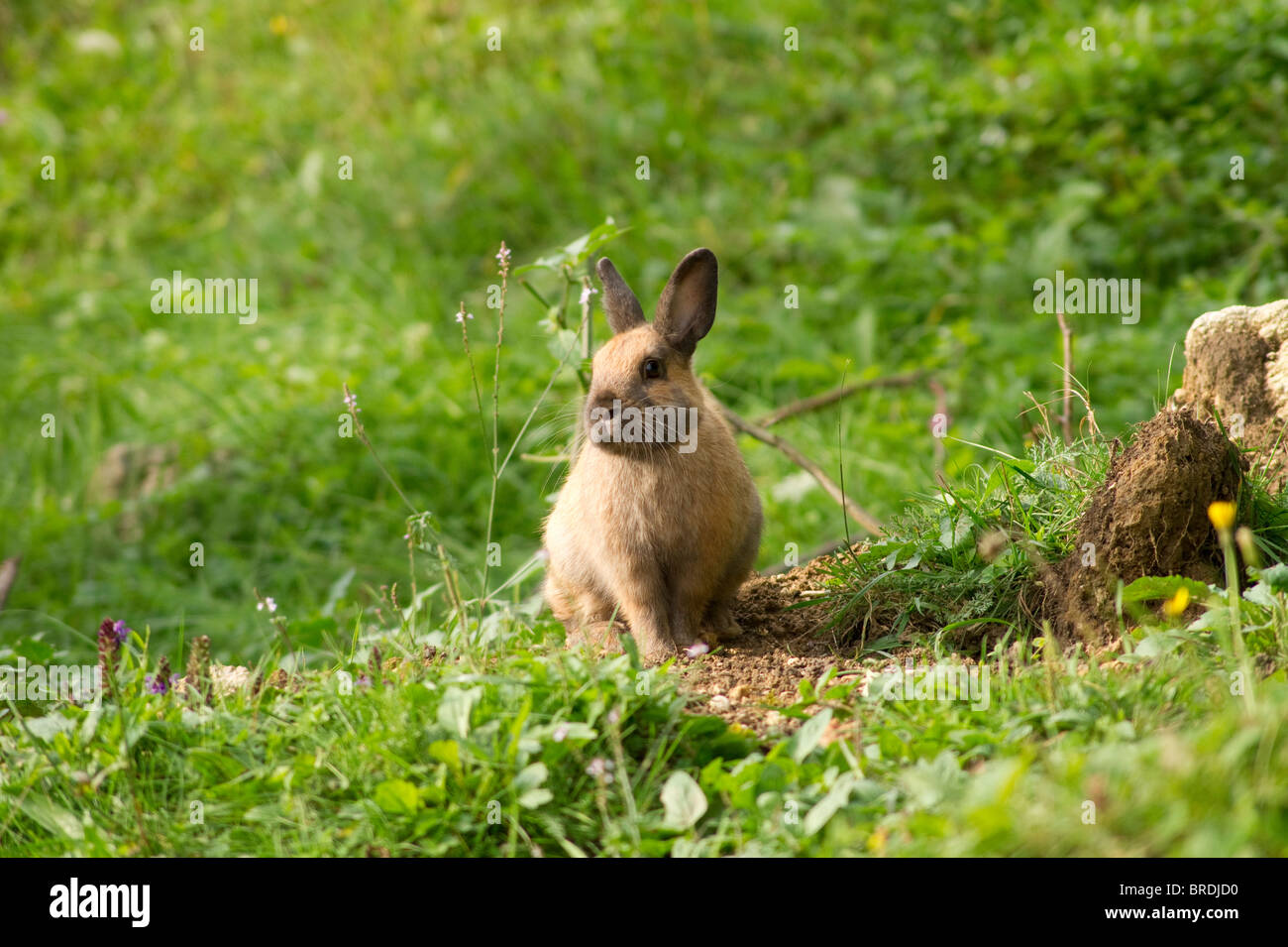 European rabbits isolated hi-res stock photography and images - Alamy