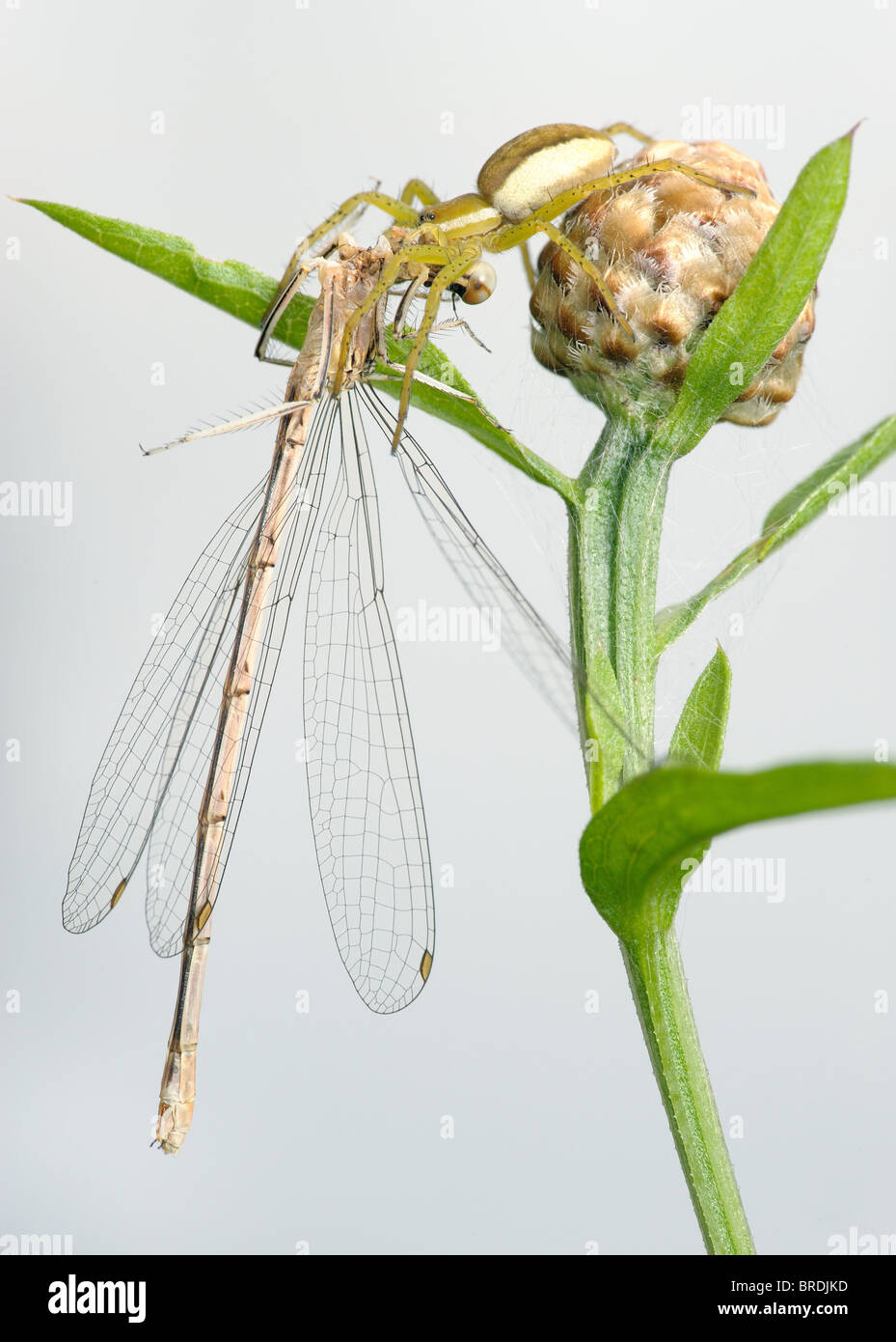 Spider and dragonfly Stock Photo - Alamy