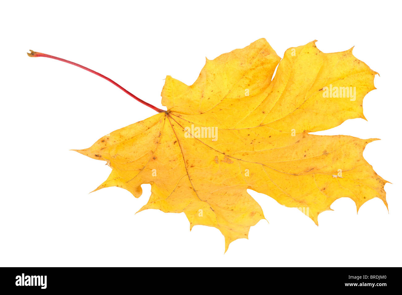 Yellow maple leaf, large DoF Stock Photo - Alamy