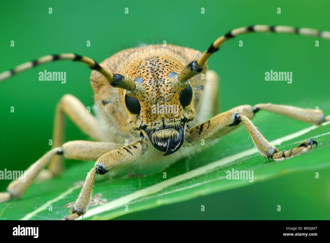 Bug at a dawn Stock Photo - Alamy