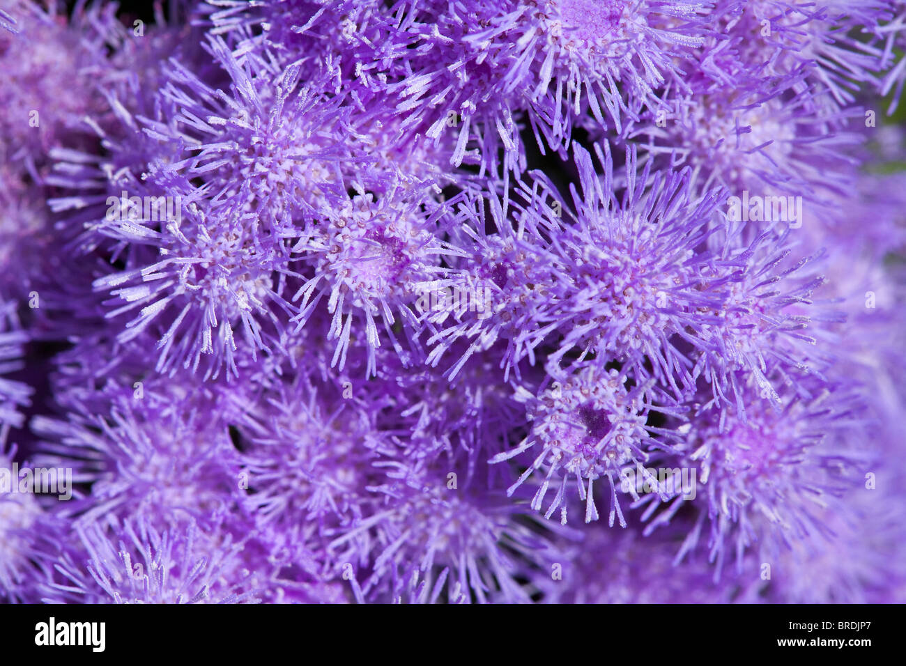 Spreading purple hi-res stock photography and images - Alamy