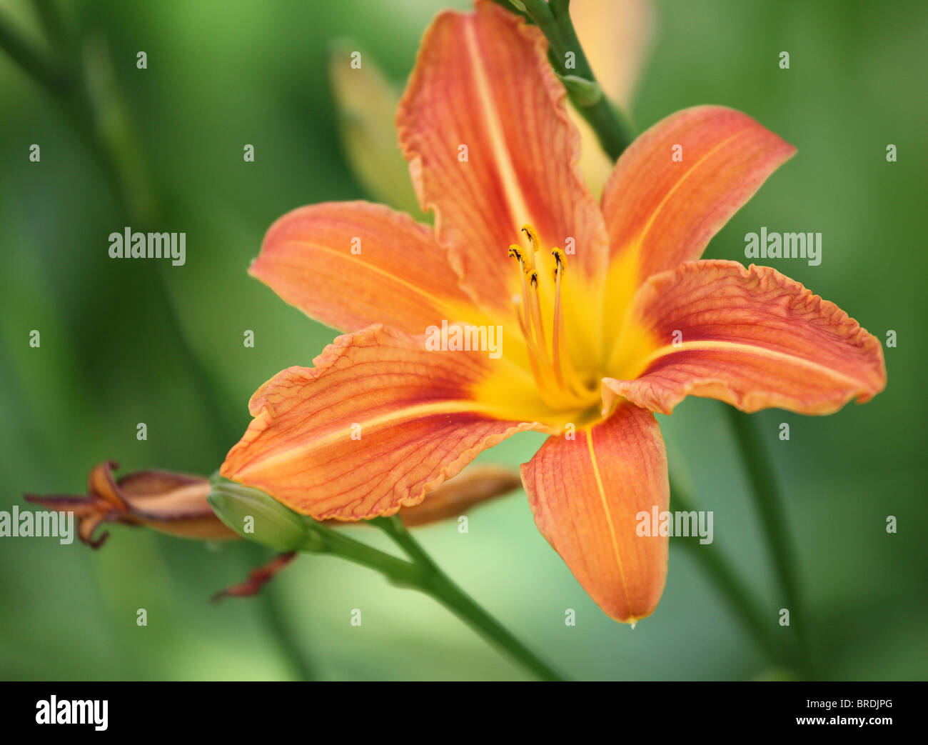 Colourful background lily blossom hi-res stock photography and images ...