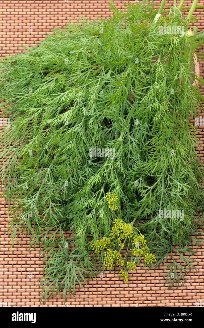 Dill hi-res stock photography and images - Alamy
