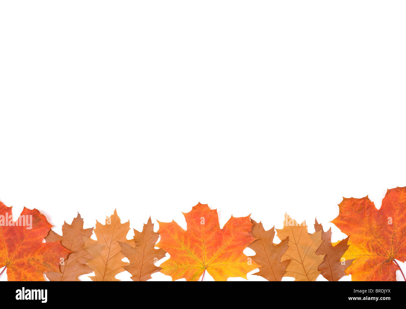 Leaf leafs leaves hi-res stock photography and images - Alamy