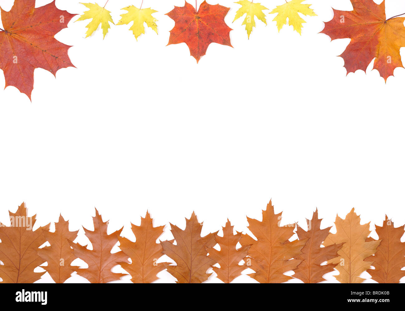 Autumn leaf col hi-res stock photography and images - Alamy