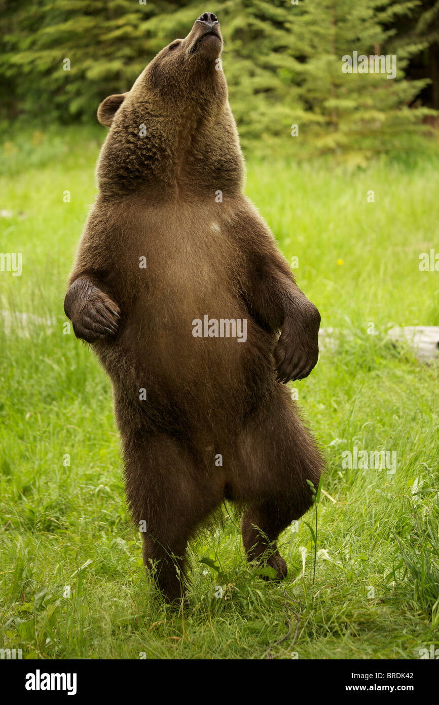 Angry Black Bear Standing
