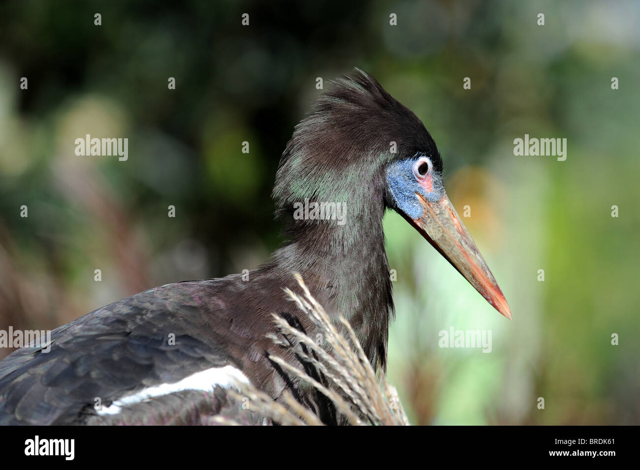 Abdim's Stork at London Zoo Stock Photo - Alamy