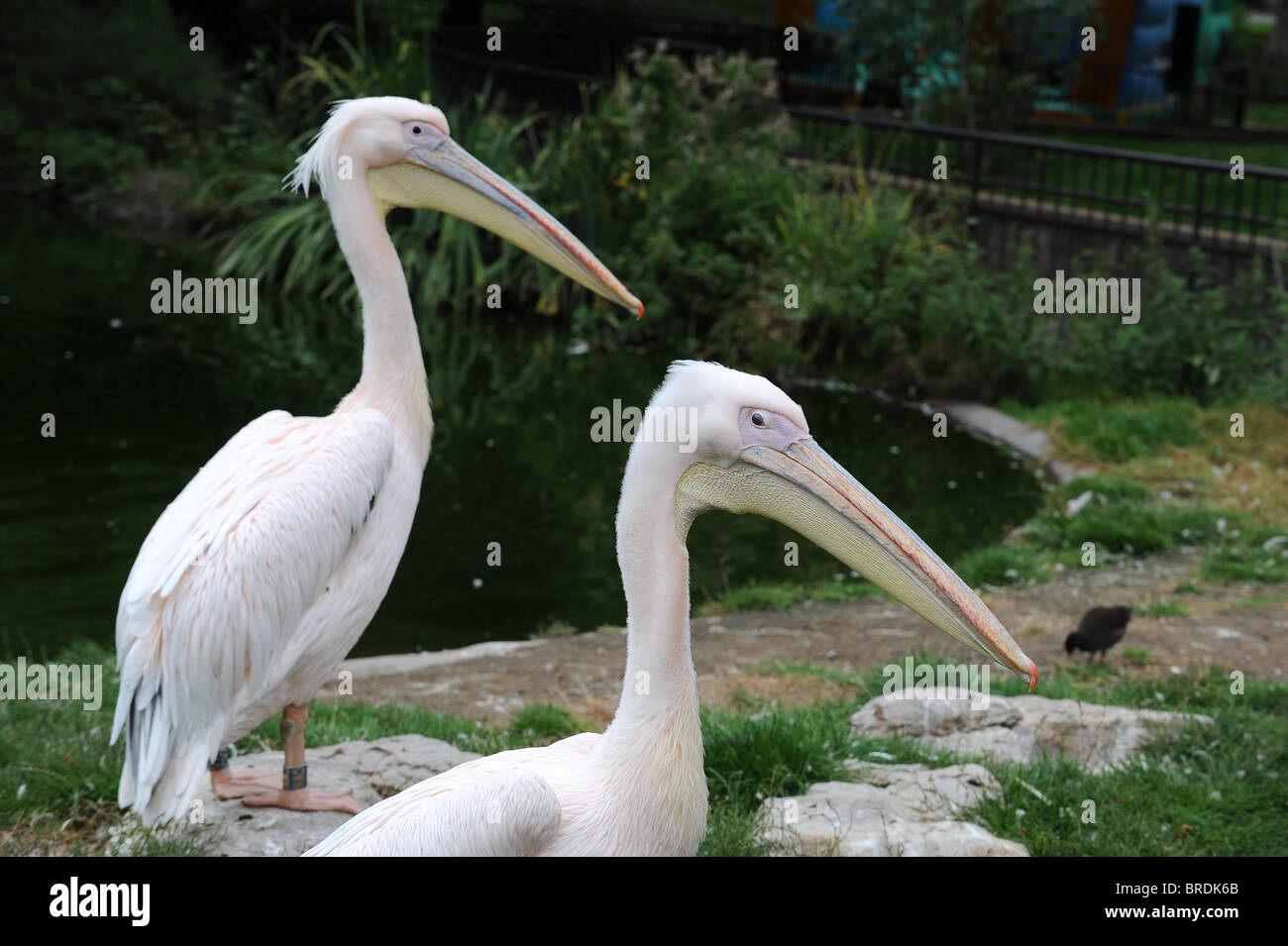 Two Pelicans at London Zoo Stock Photo - Alamy