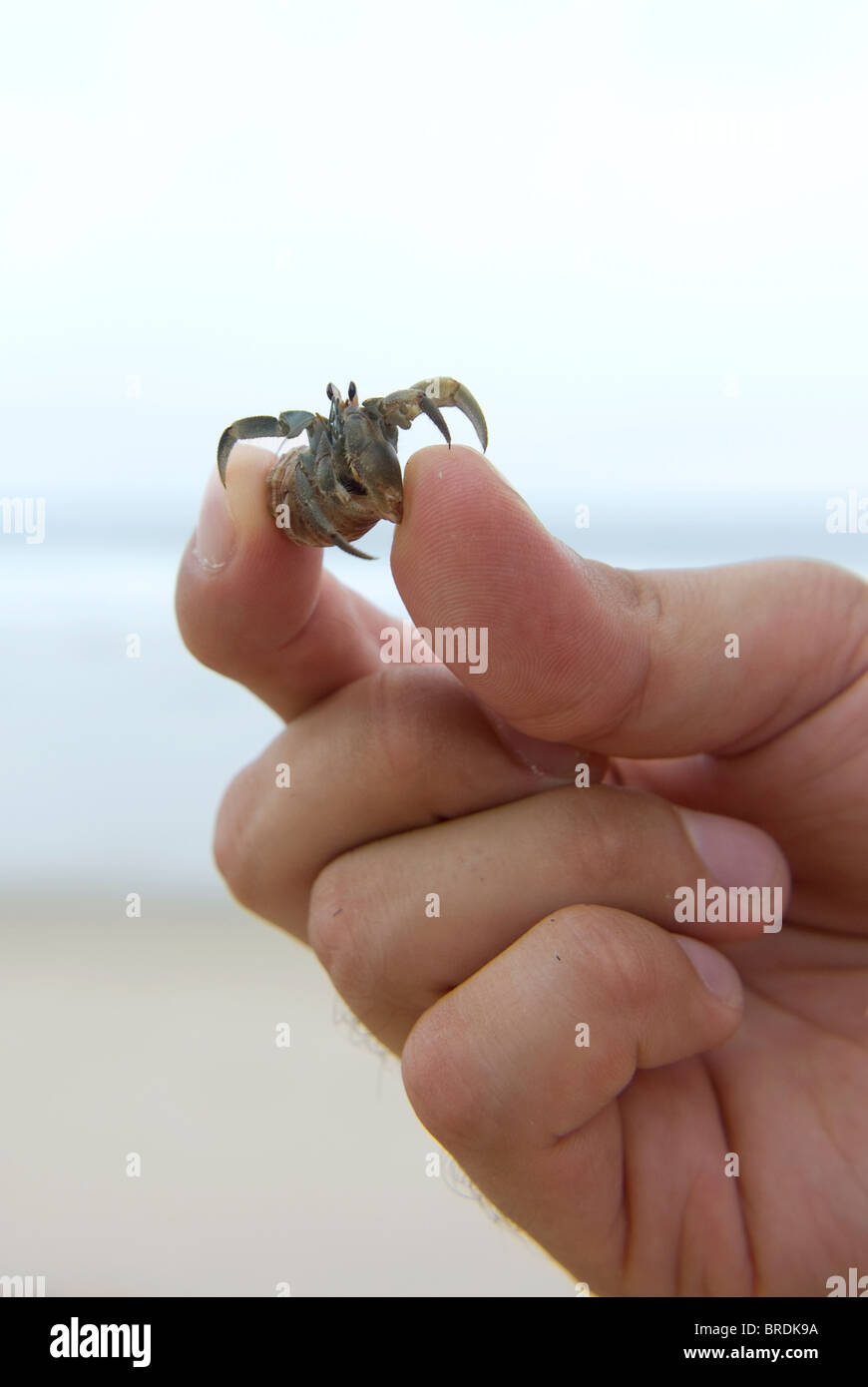 A hermit crab being held by a man Stock Photo - Alamy