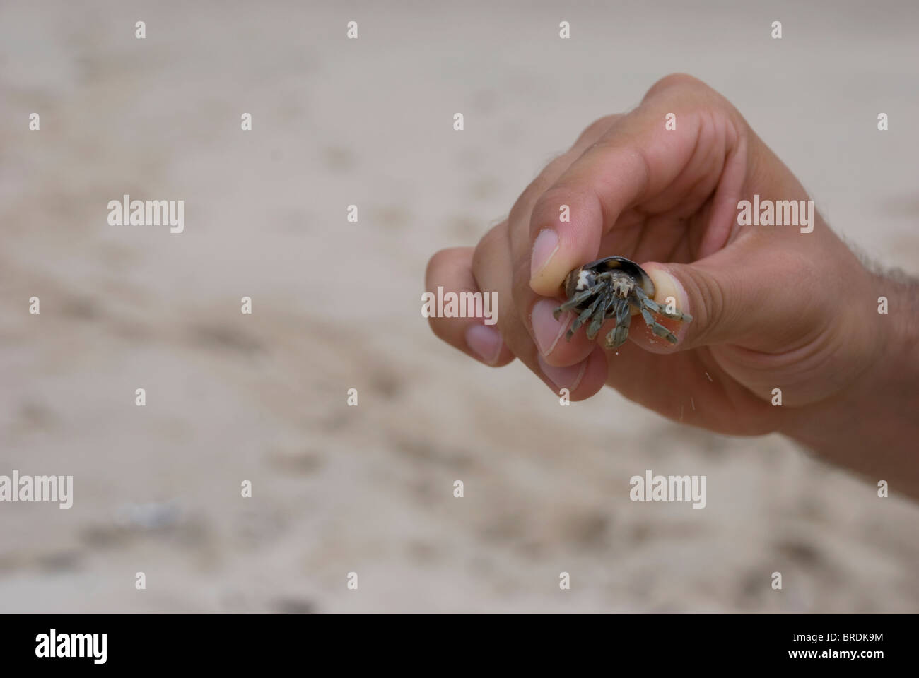 A hermit crab being held by a man Stock Photo - Alamy